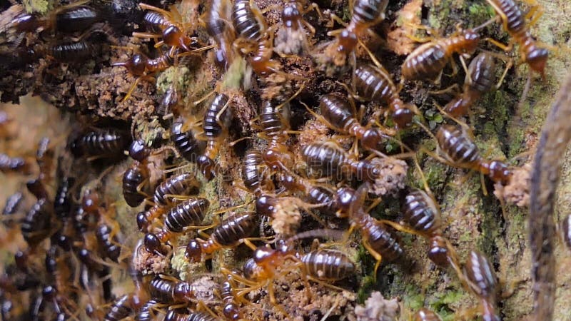 Termites in Tropical Rain Forest. Stock Video - Video of catching ...