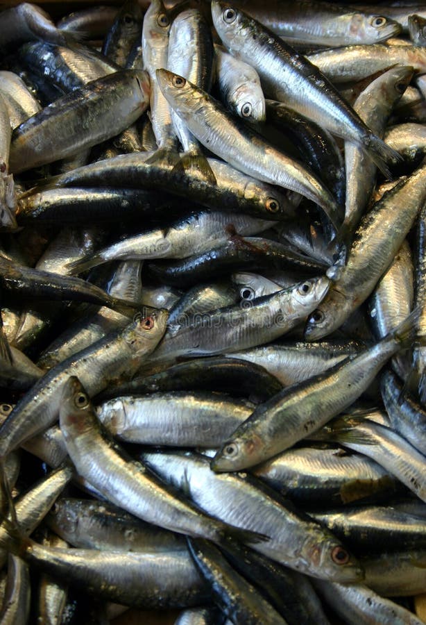 Crowded stock image. Image of farmer, fish, greece, grow - 8526811
