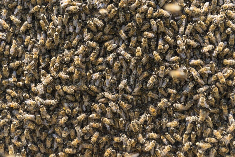Crowded Bee Colony Populations Stock Image - Image of beekeeping ...