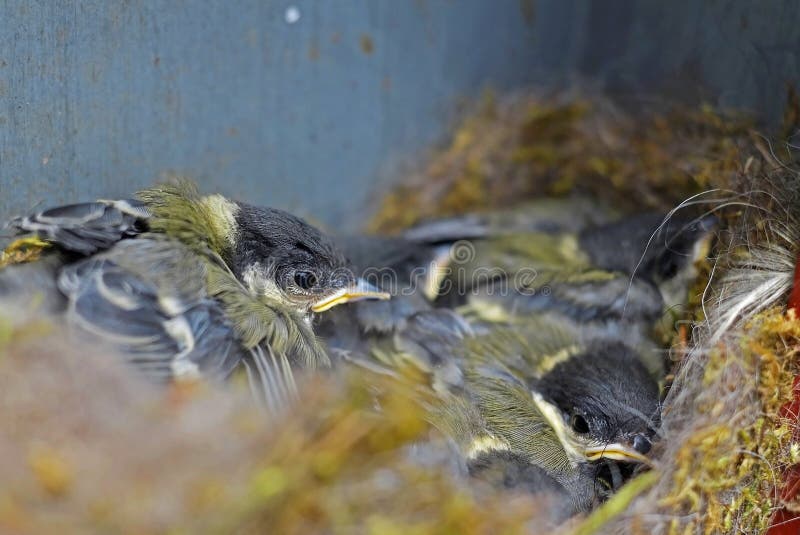 Crowded bird nest stock image. Image of bird, nurturing - 65025937