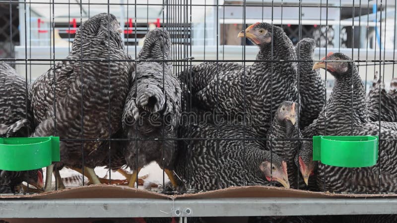 4K Chickens in the Cage on Chicken Farm Stock Video - Video of rural ...