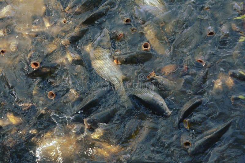 Crowded Carp Fish in Pond Lake Stock Photo - Image of motion, colorful ...