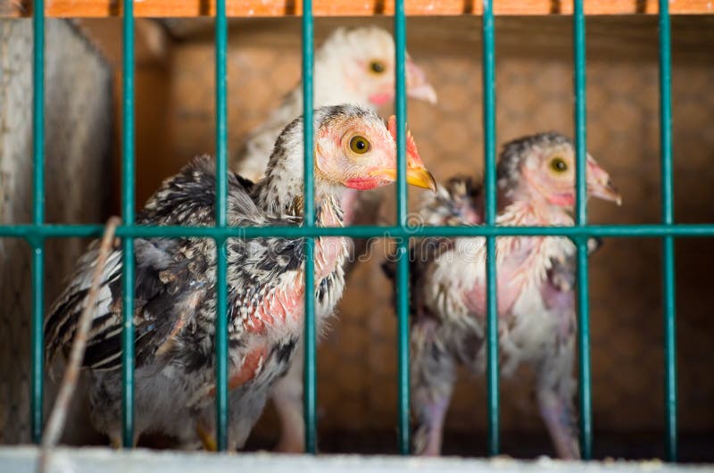 Crowded Chicken battery stock image. Image of crowded - 46090157