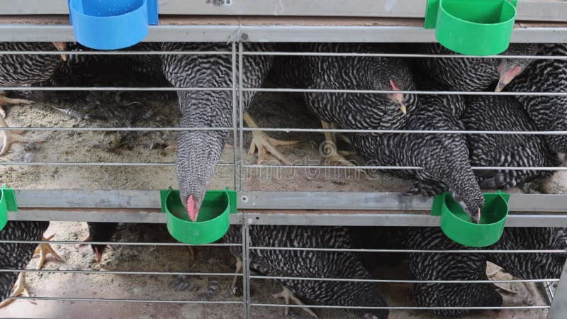 Multi Level Cage Chickens stock footage. Video of animals - 302244048