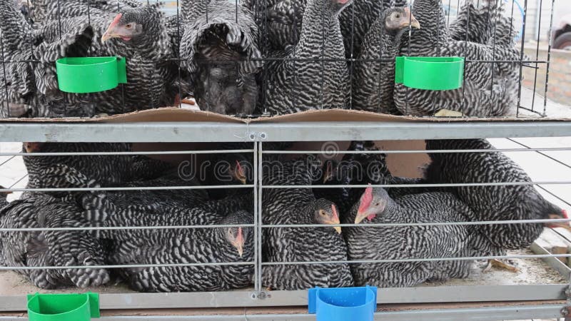 Overcrowded Chicken Coop Dirty, Rusty Cage, Live Poultry. Pakistani ...