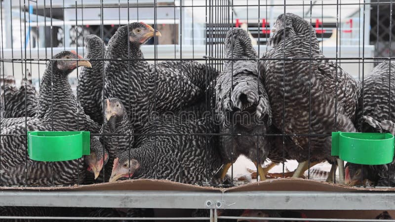 One chicken in cage stock footage. Video of farm, single - 279446114