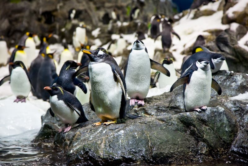 Crowded Penguins Boulder S Beach Stock Image - Image of beach, penguins ...