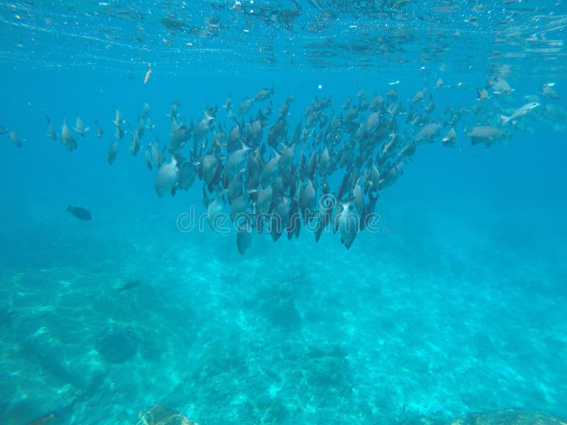 Crowded fish stock photo. Image of water, struggle, strife - 12665612