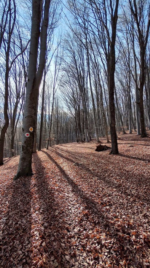 Crowded Forest in Transylvania Stock Image - Image of water, blue ...