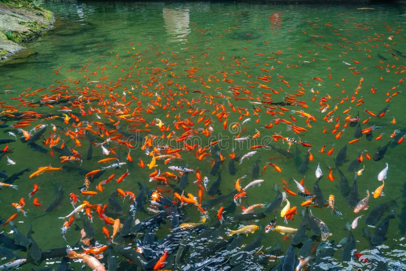 Crowded Group of Mirror Carp Fish Swimming in the Pond Stock Photo ...
