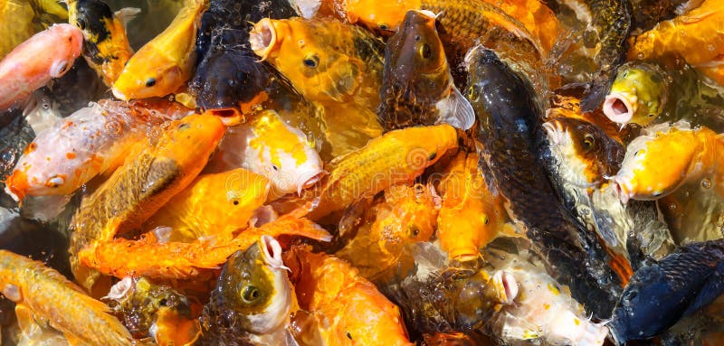 Crowded of Many Koi Fish Swimming in the Pond - Feeding Koi Fish or ...