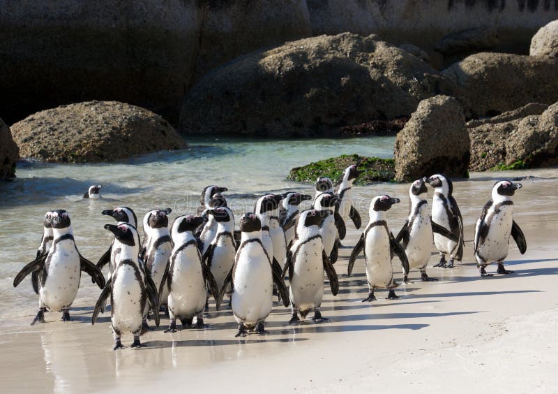 Crowded Penguins Boulder S Beach Stock Image - Image of beach, penguins ...