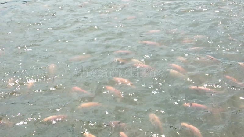 Crowds of Fish Swirl Around Fighting for Food Stock Video - Video of ...