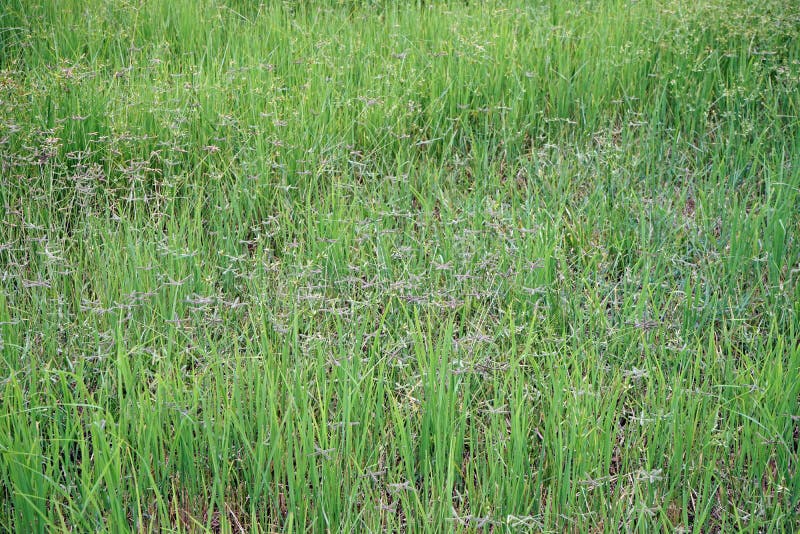 Crowfoot Grass Or Beach Wiregrass Scientific Name Dactylocteni Stock Image Image Of White