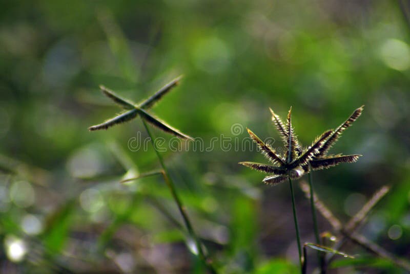 Crowfoot Grass Weed Field in the Morning Light Stock Image - Image of ...