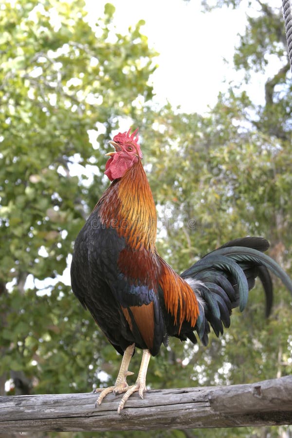 Crowing stock photo. Image of doodle, fowl, cocka, feather - 314846