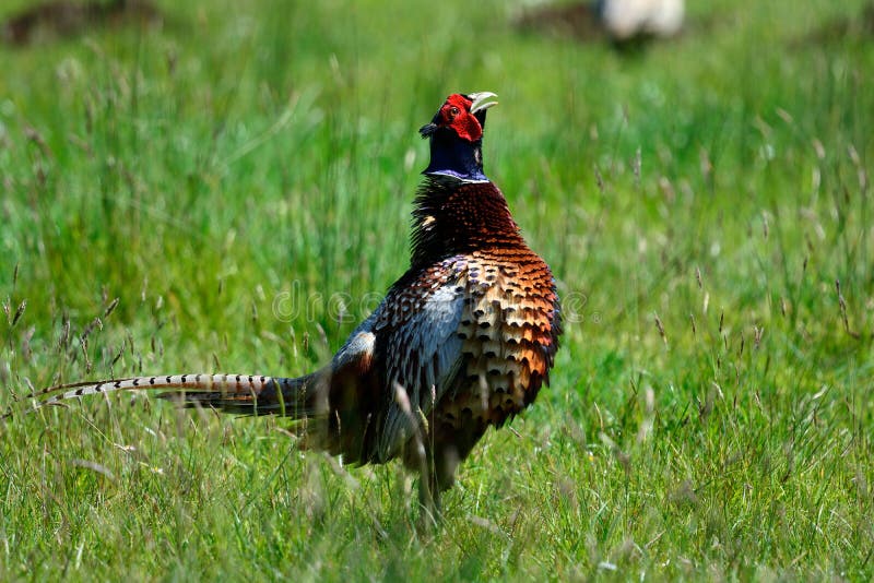 Pheasant Crowing Stock Photos - Free & Royalty-Free Stock Photos from ...