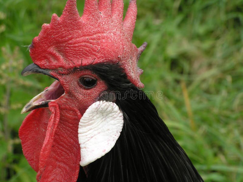 Rooster crowing stock photo. Image of sing, bird, father - 14136380