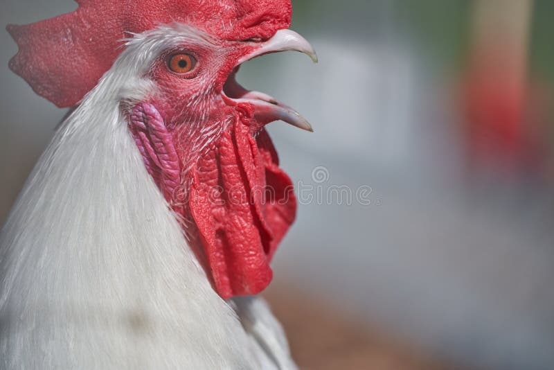 Crowing Rooster Closeup View of Rooster Head Stock Photo - Image of ...