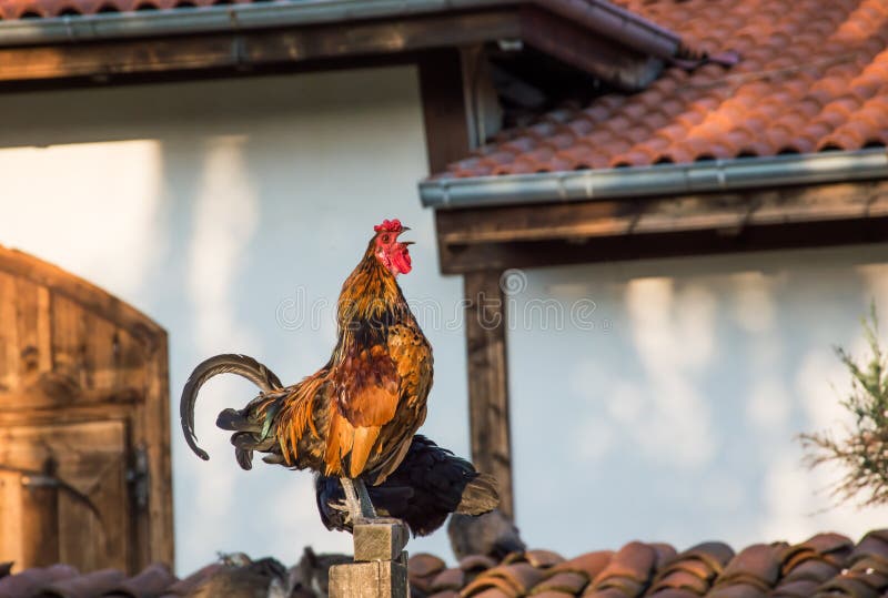 Crowing Rooster of Old Resistant Breed Hedemora from Sweden on Snow in ...