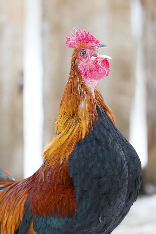 Crowing rooster on farm stock image. Image of crow, rooster - 53041621