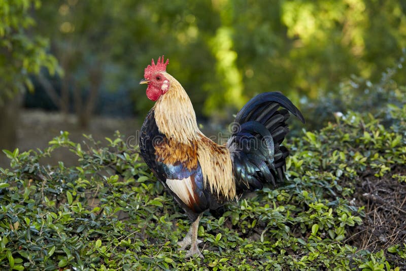 Crowing rooster stock image. Image of countryside, domestic - 171346473