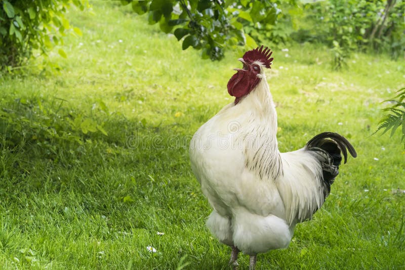 Chicken Bantam ,Rooster Crowing Stock Photo - Image of male, chicken ...