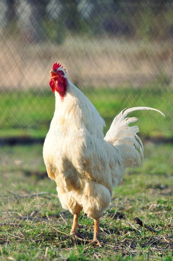 Crowing White Rooster on Grass Stock Image - Image of plant, comb: 17703589