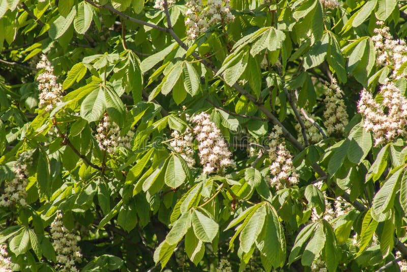 The Crown of an Abundantly Flowering Chestnut in Early Spring Stock ...