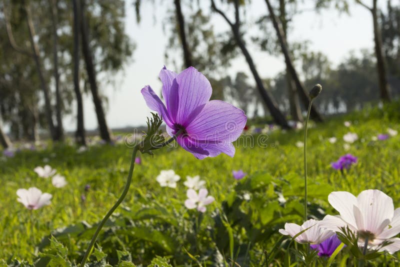 Crown Anemone stock photo. Image of meadow, macro, time - 28884288