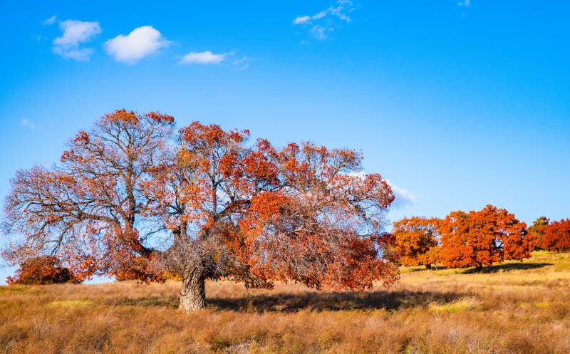 Wild Red Maple Trees in Inner Mongolia Steppe Stock Photo - Image of ...