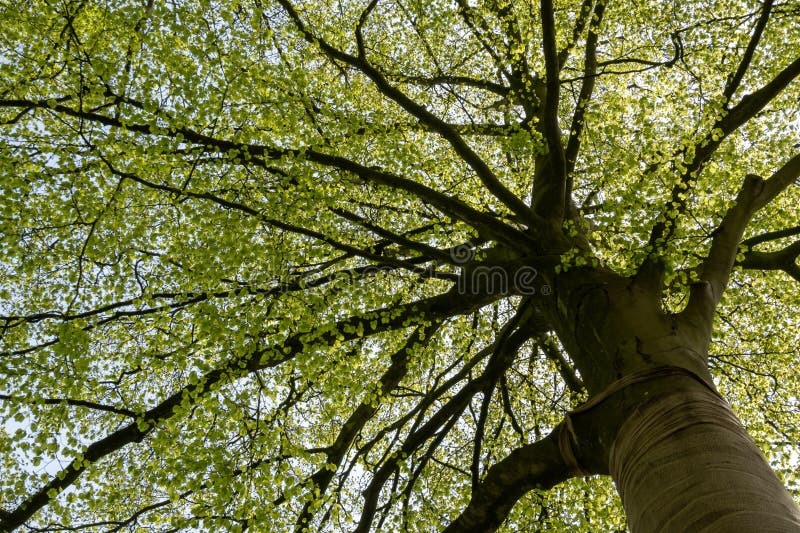 Crown of Beech Tree with Young, Fresh Leaves in Spring, Netherlands ...