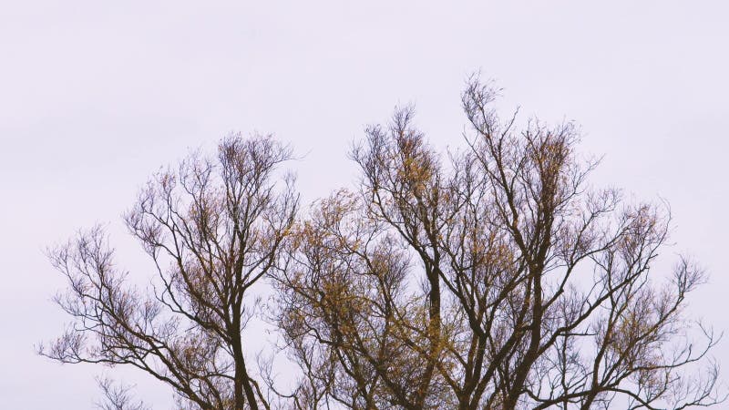 Crown of Big Bare Tree Slightly Swaying in the Wind Stock Footage ...
