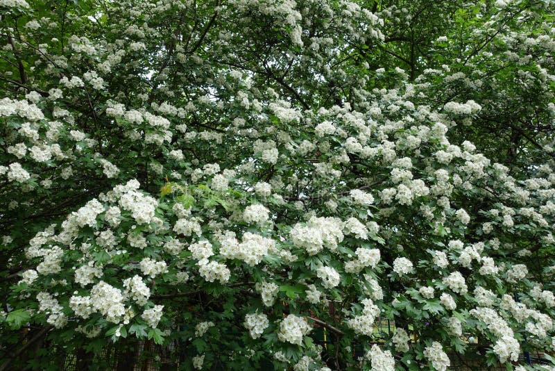 Crown of Blossoming Hawthorn Tree in May Stock Image - Image of ...