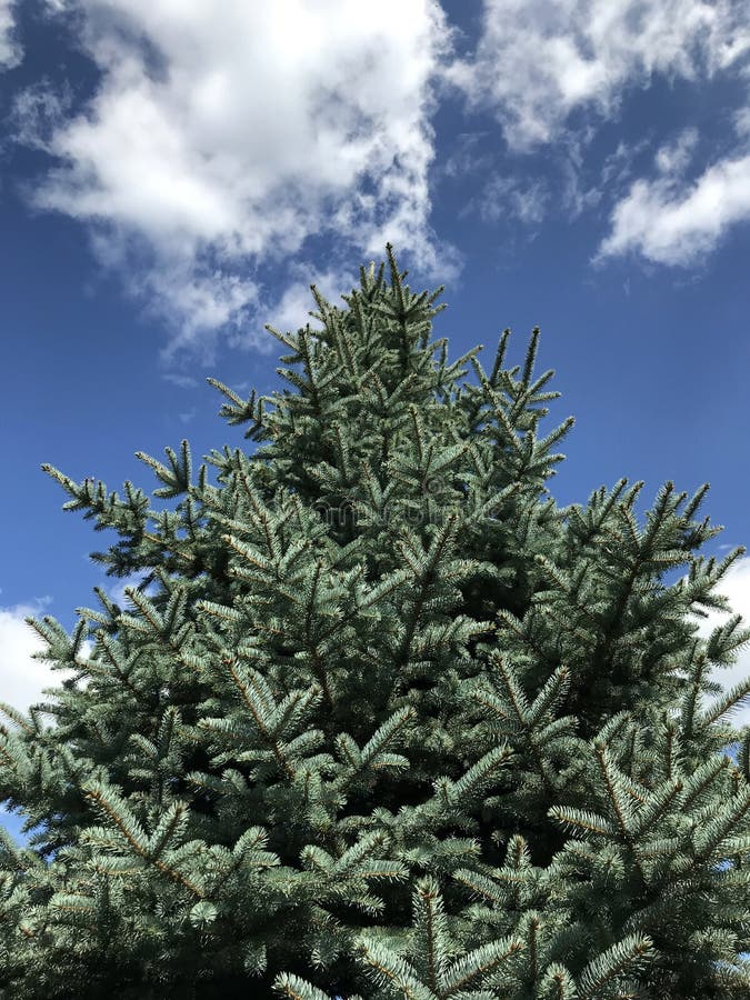Spruce Crown Against The Blue Sky On A Clear Winter Day Stock Image ...