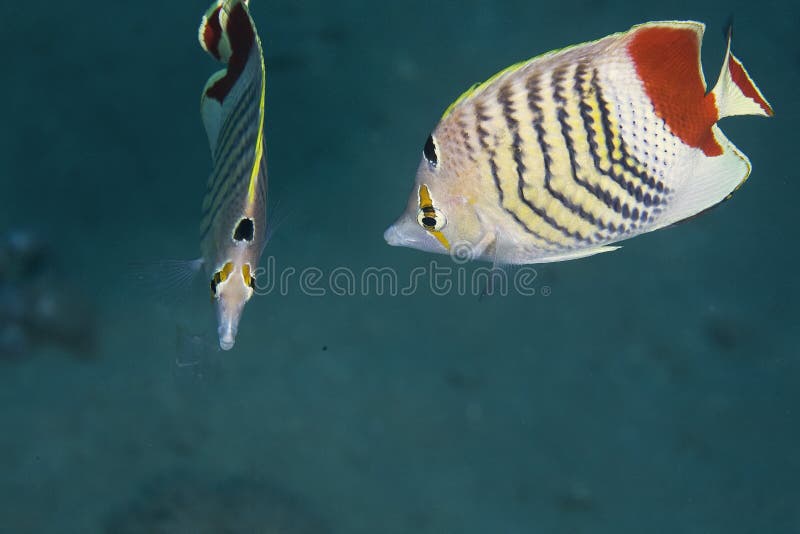 Crown butterflyfish stock image. Image of exotic, nature - 31215087