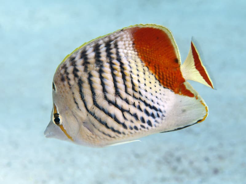 Crown butterflyfish stock image. Image of exotic, nature - 31215087