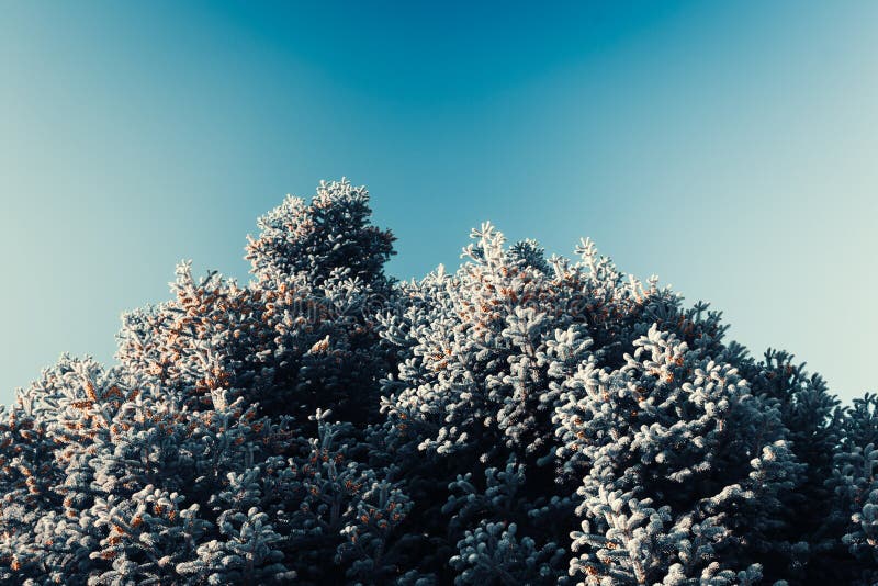 The Crown of the Conifer in the Middle of the Light Stock Image - Image ...