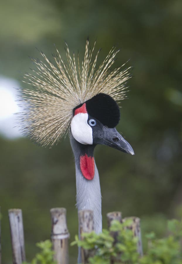 Crown crane stock photo. Image of animal, flying, cranes - 23113008