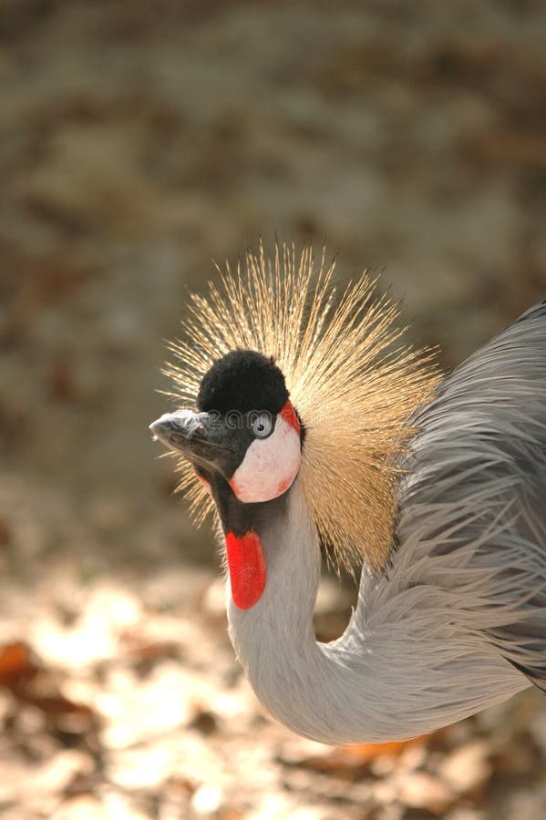 Crown Crane Picture. Image: 2813708