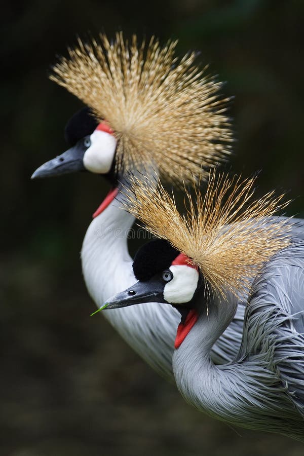 Crown crane stock photo. Image of balearica, ecology, south - 4681930