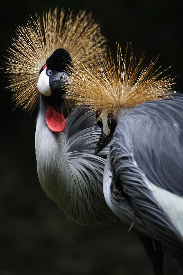 Crown crane stock photo. Image of natural, elegant, color - 4681948