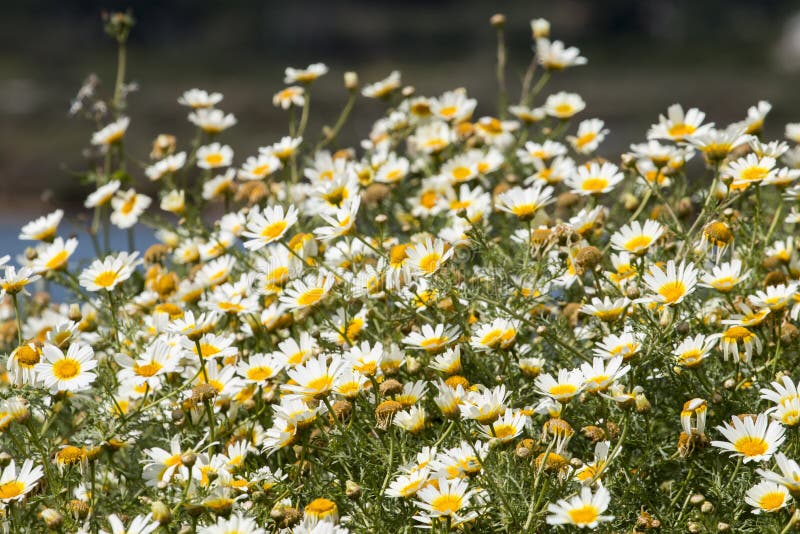 Crown Daisies in the Countryside. Stock Image - Image of glebionis ...
