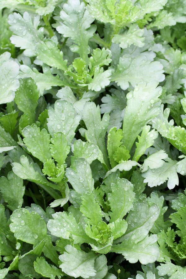 Crown daisy stock photo. Image of daisy, nature, chrysanthemum - 18868998