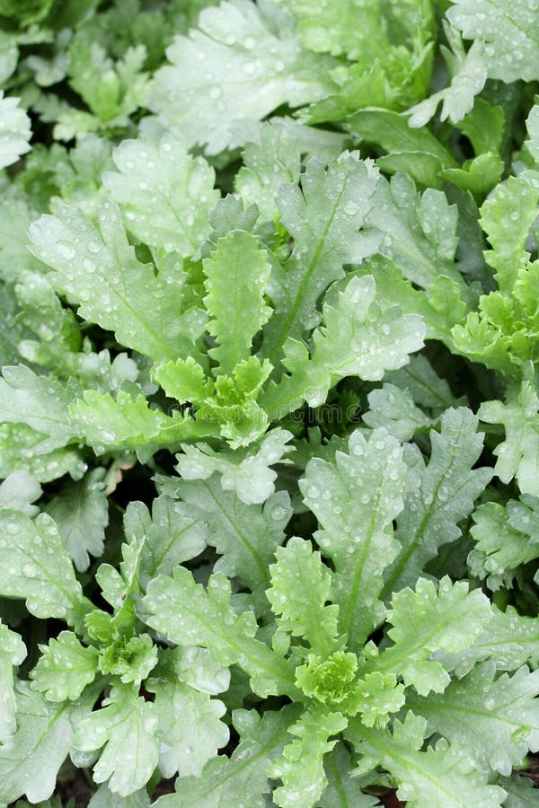 Crown Daisy Glebionis Coronaria Flowers Blooming at Backyard Garden in ...