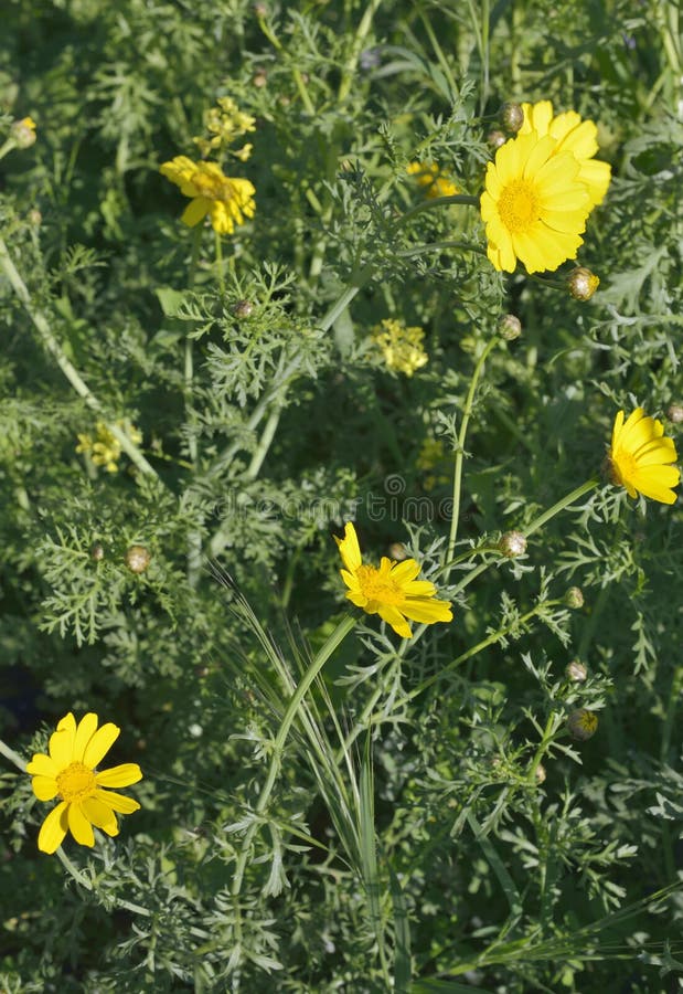 Crown Daisy or Crown Marigold Stock Image - Image of chrysanthemum ...