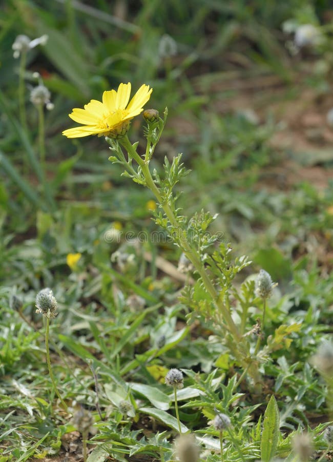 Crown Daisy or Crown Marigold Stock Photo - Image of bright, nature ...