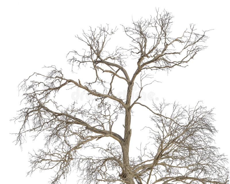 7+ Broken crown Free Stock Photos - StockFreeImages