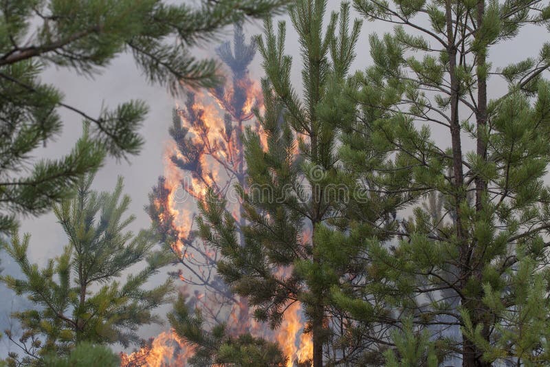 Crown fire of pine stock image. Image of burn, forest - 66290557