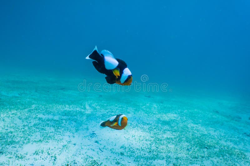 Crown fish stock image. Image of grass, beach, sanctuary - 29202839